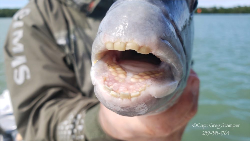 welcome report | Snook Stamp Charters